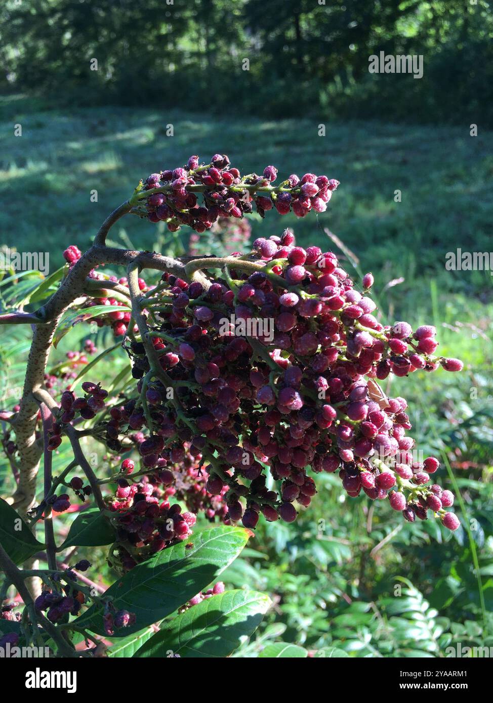 shining sumac (Rhus copallinum) Plantae Stock Photo - Alamy