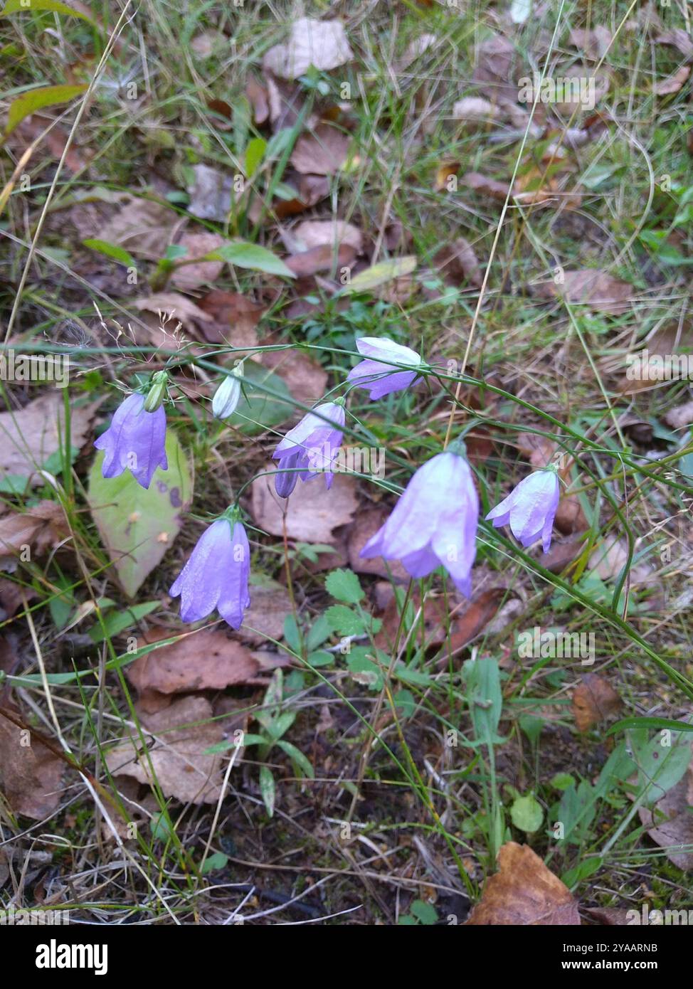 Common Harebell (Campanula rotundifolia) Plantae Stock Photo - Alamy