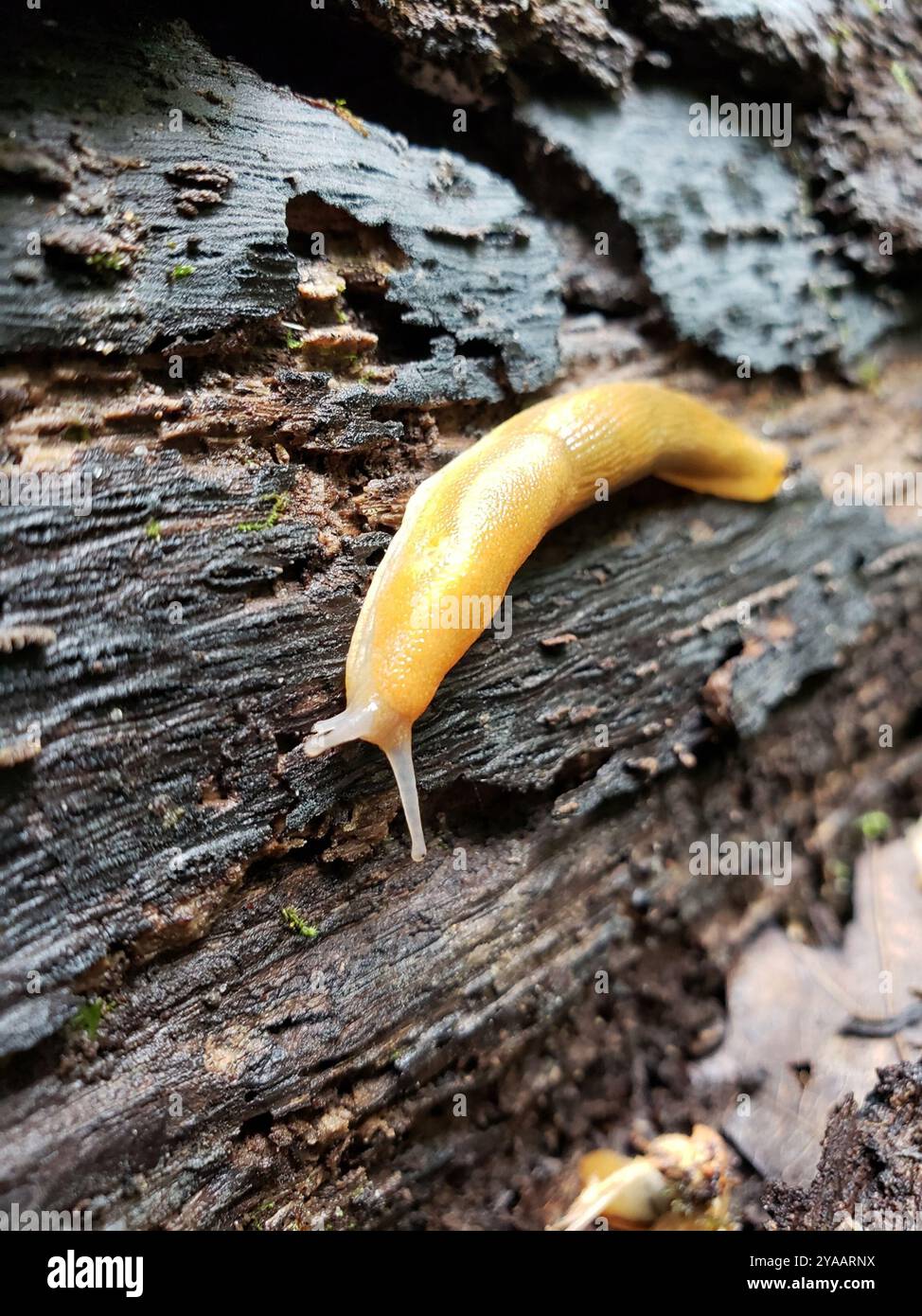 Western Dusky Slug (Arion subfuscus) Mollusca Stock Photo - Alamy