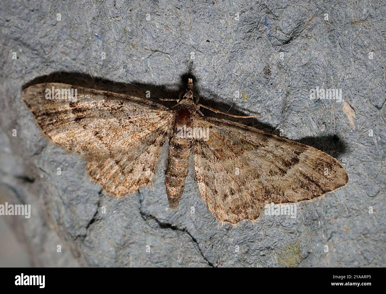 Double-striped Pug (Gymnoscelis rufifasciata) Insecta Stock Photo - Alamy