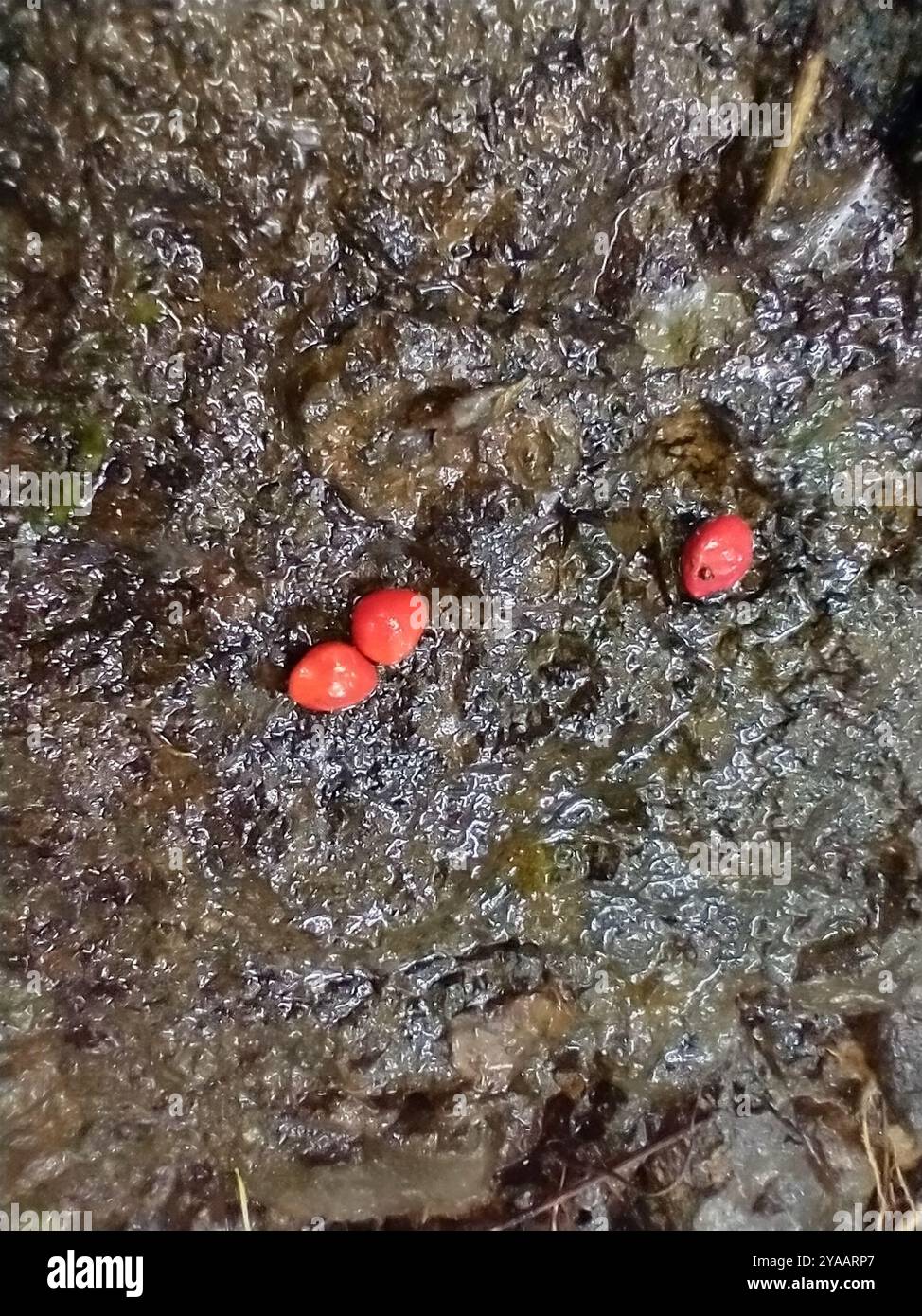 Saga Tree (Adenanthera pavonina) Plantae Stock Photo - Alamy