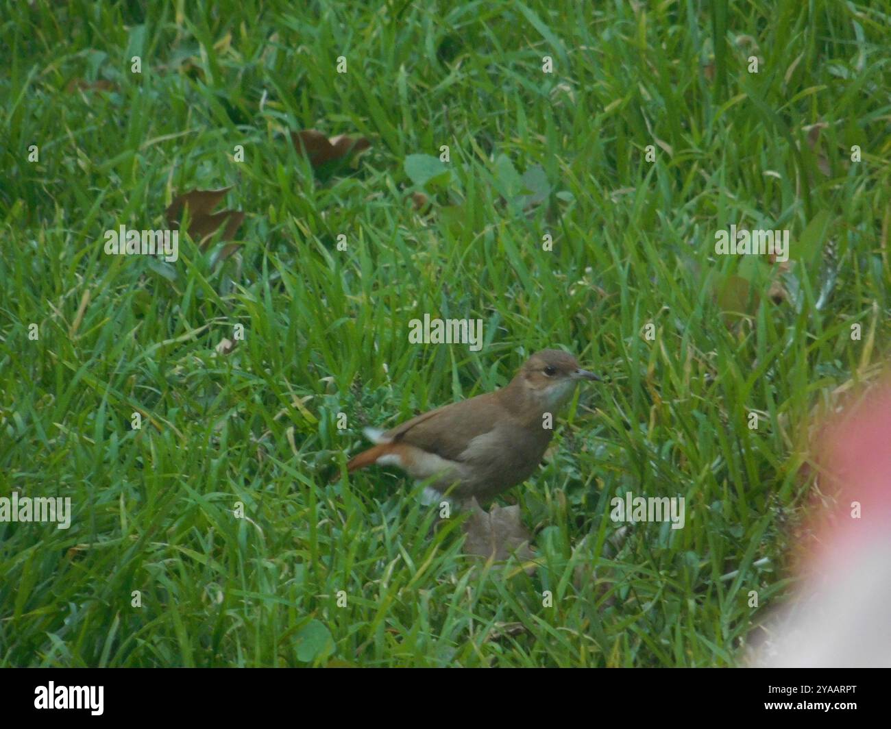 Rufous Hornero (Furnarius rufus) Aves Stock Photo - Alamy