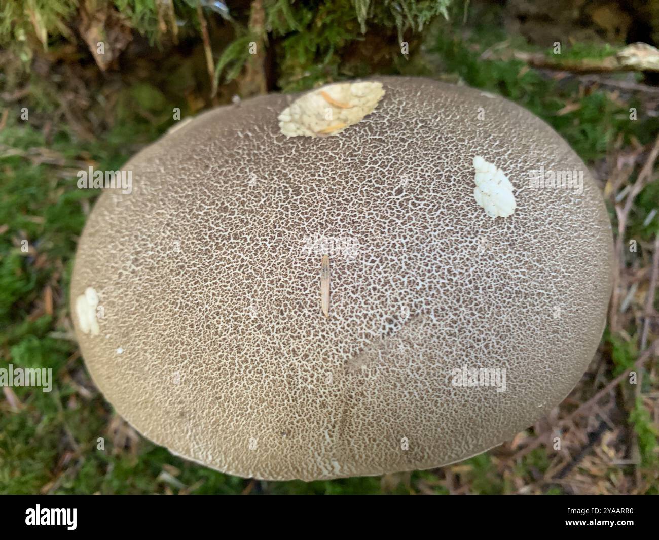 boletes (Boletaceae) Fungi Stock Photo - Alamy