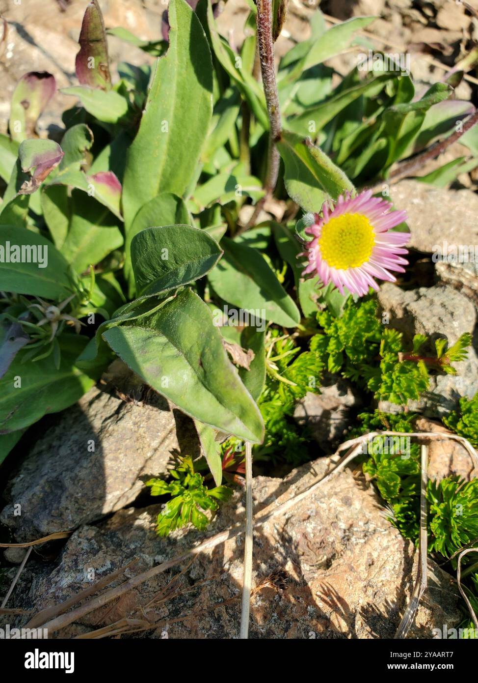 Subalpine Fleabane (Erigeron glacialis) Plantae Stock Photo - Alamy