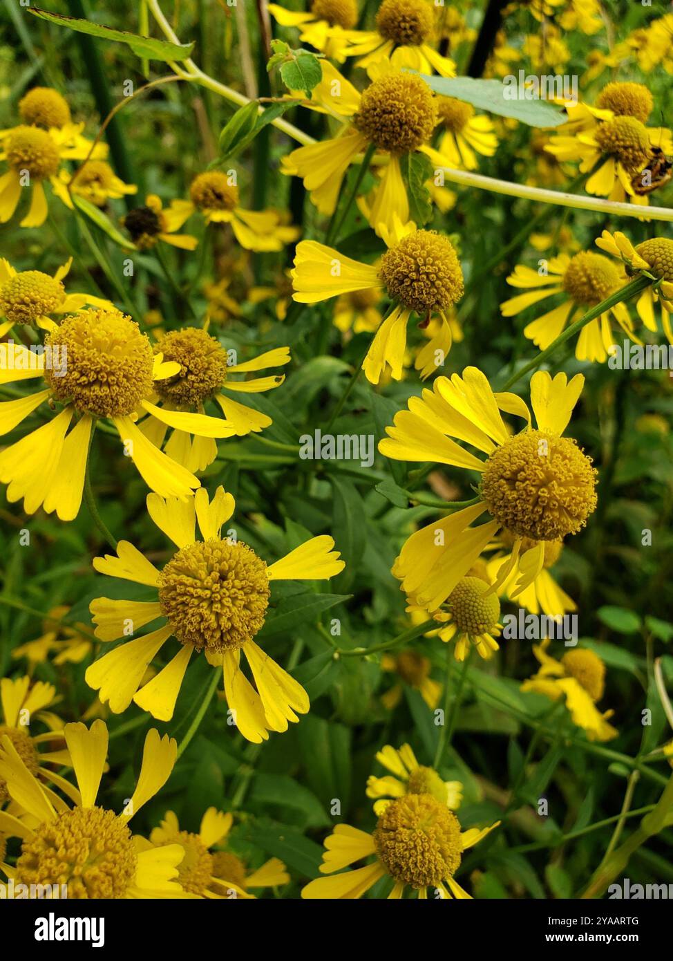 common sneezeweed (Helenium autumnale) Plantae Stock Photo - Alamy