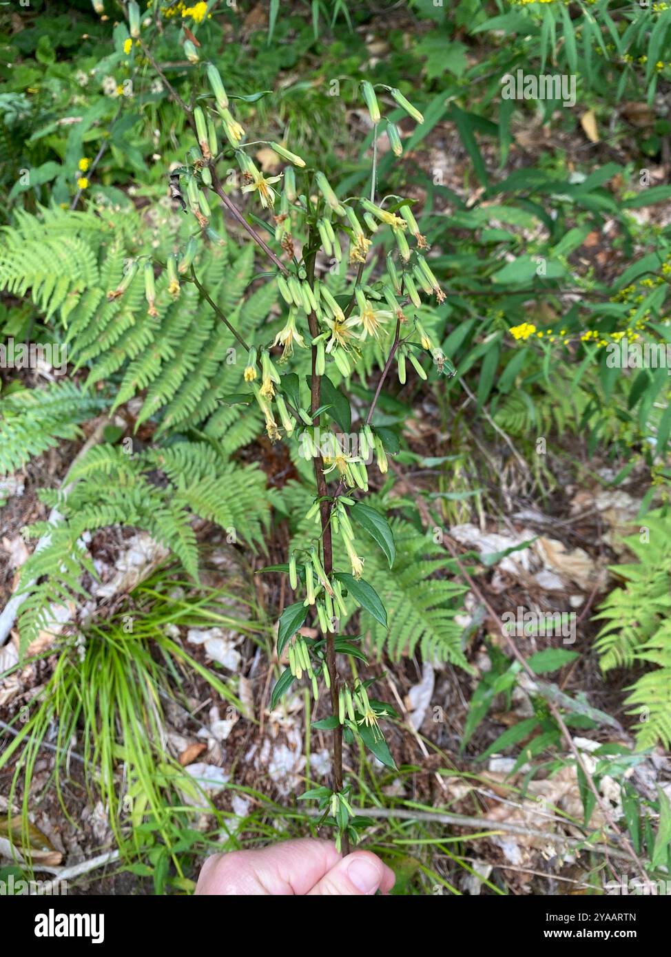 tall rattlesnake root (Nabalus altissimus) Plantae Stock Photo - Alamy