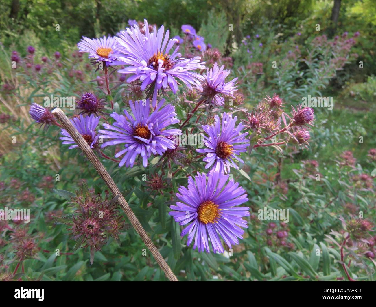 New England aster (Symphyotrichum novae-angliae) Plantae Stock Photo ...
