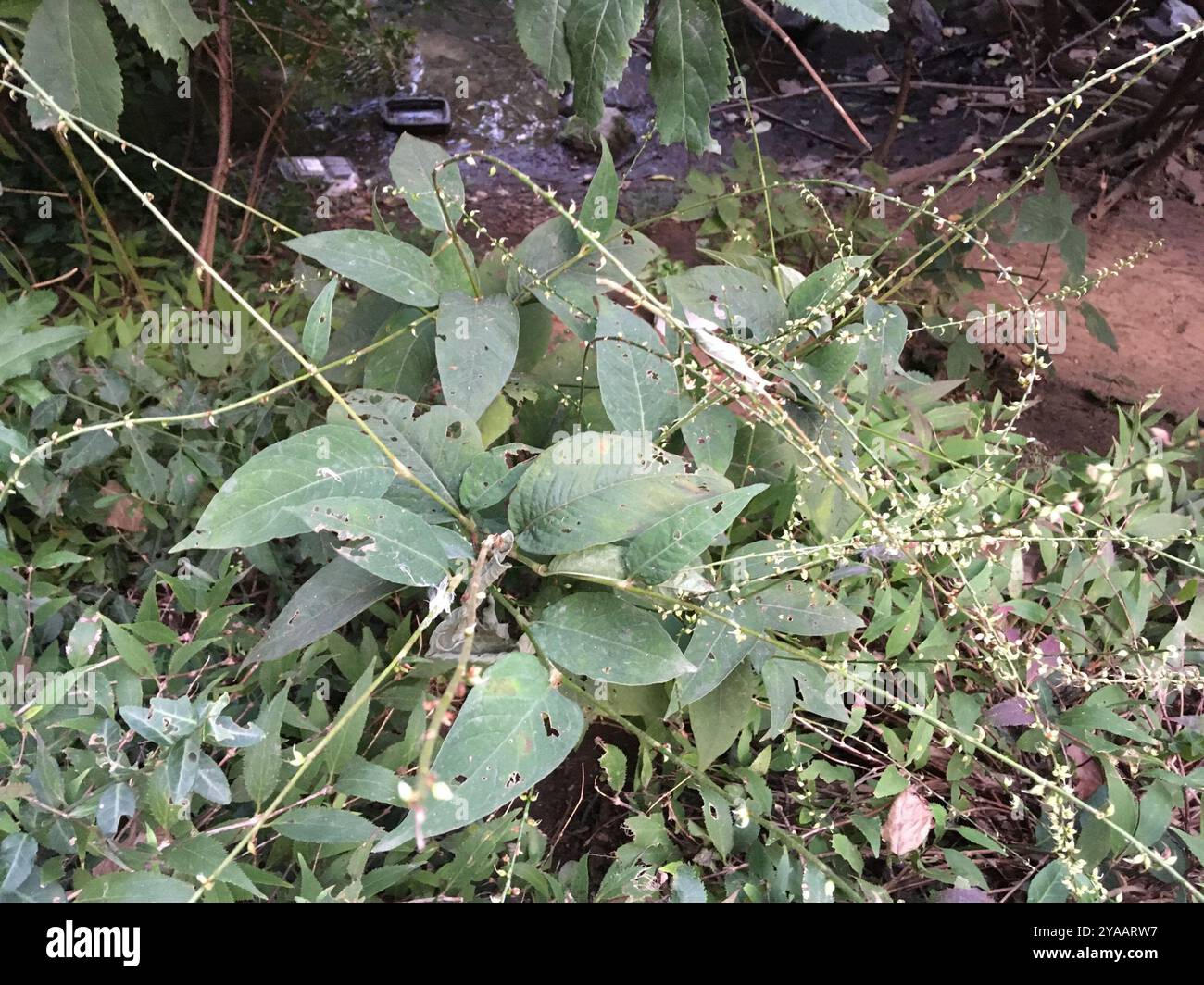 American jumpseed (Persicaria virginiana) Plantae Stock Photo - Alamy