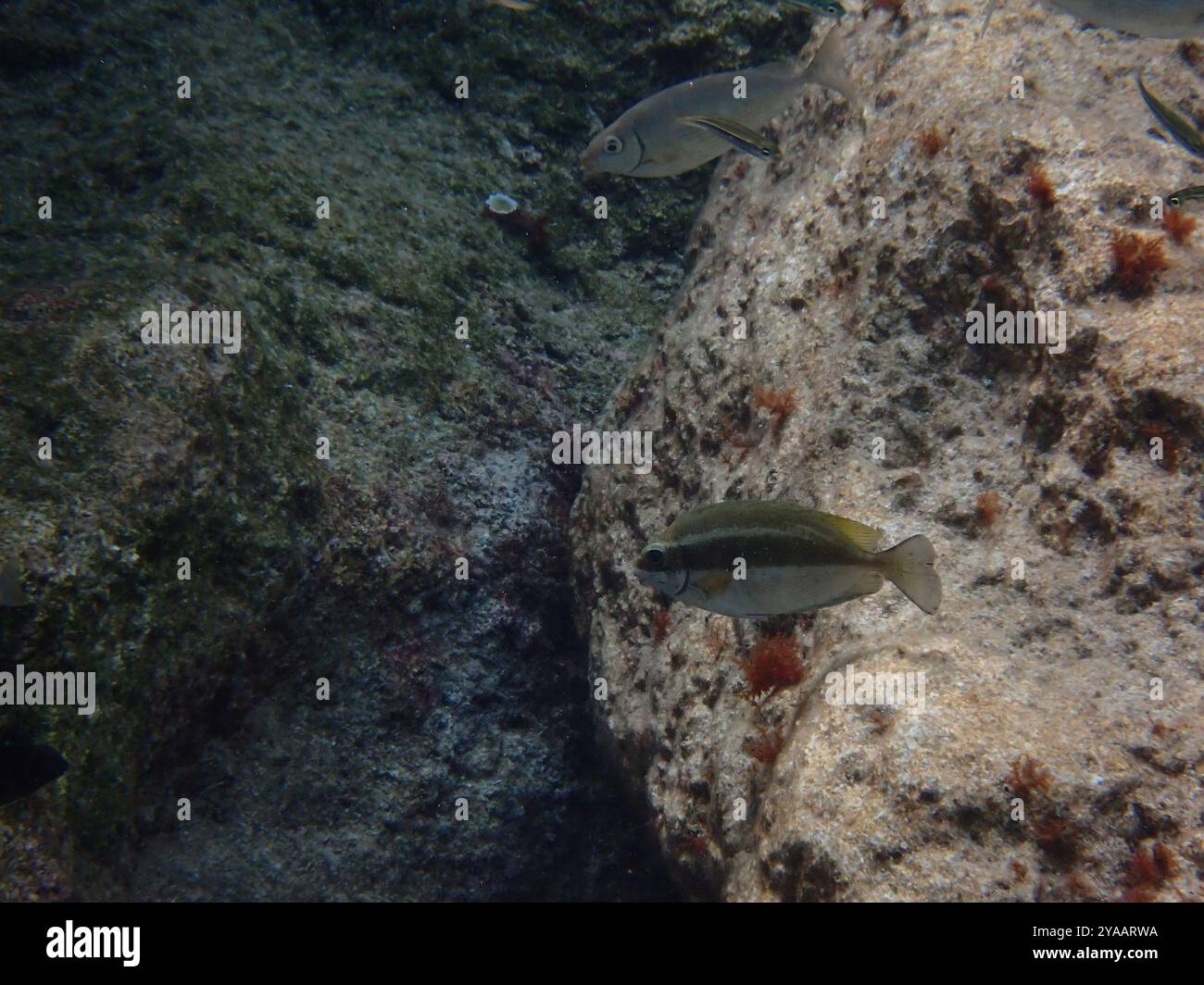 Dusky Spinefoot (Siganus luridus) Actinopterygii Stock Photo - Alamy