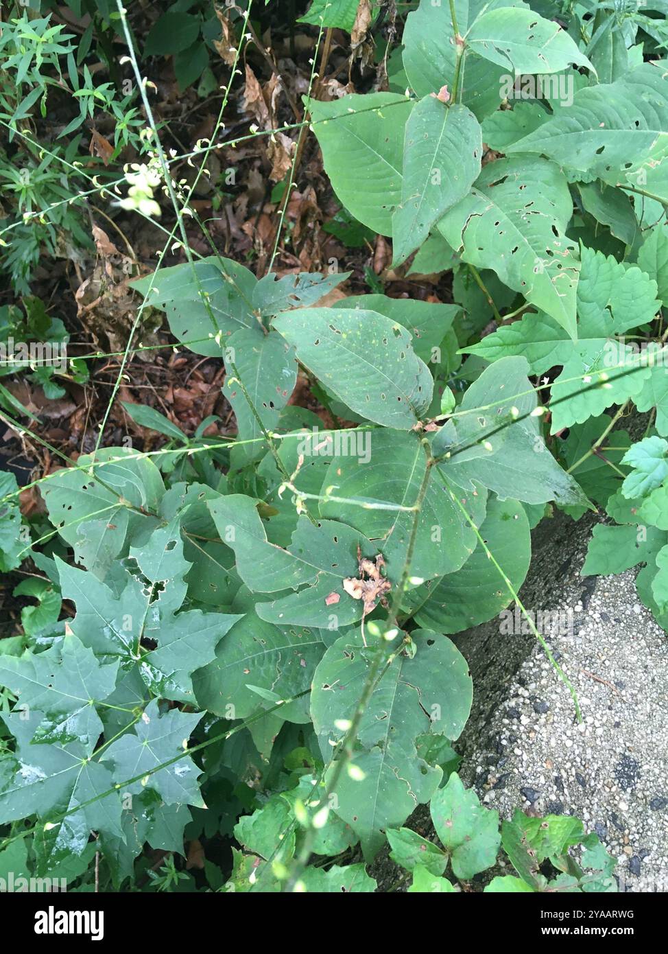 American jumpseed (Persicaria virginiana) Plantae Stock Photo - Alamy