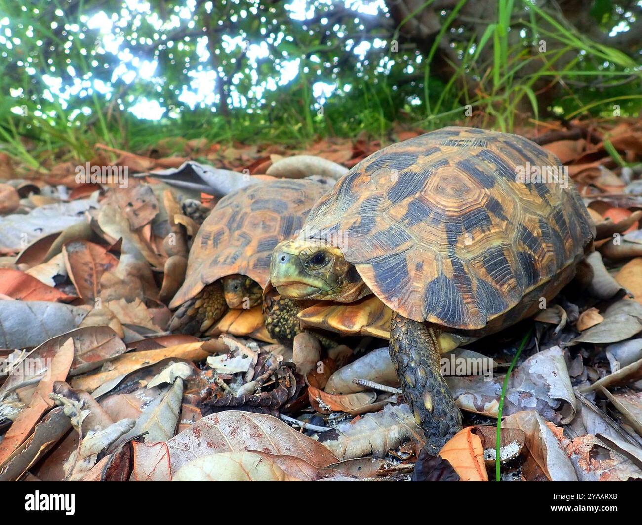 Eastern Hinge Tortoise (Kinixys zombensis zombensis) Reptilia Stock ...