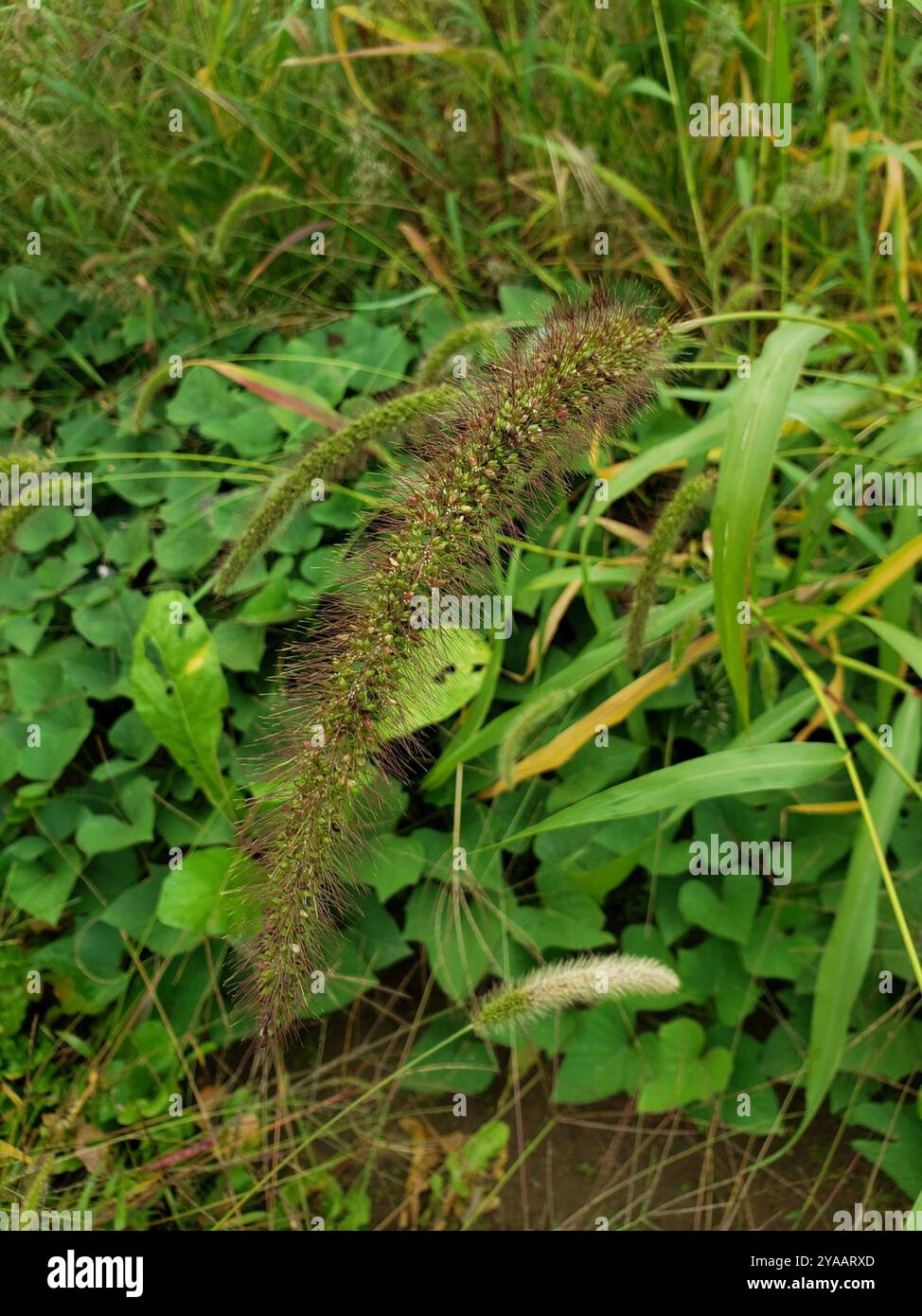 giant foxtail (Setaria faberi) Plantae Stock Photo - Alamy