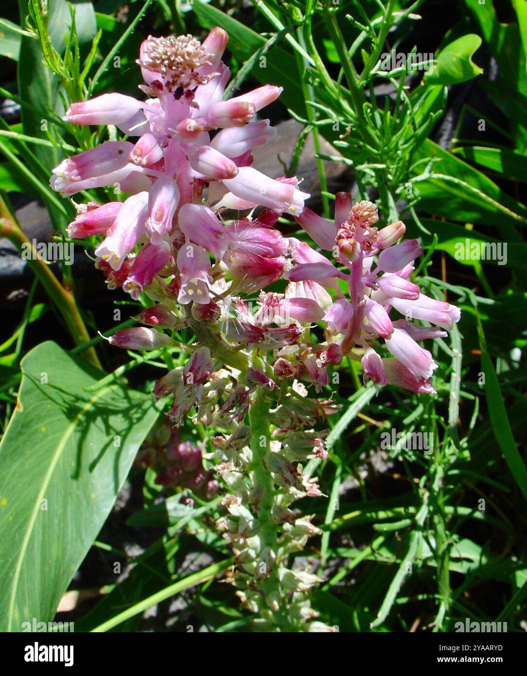 Peat Viooltjie (Lachenalia salteri) Plantae Stock Photo - Alamy