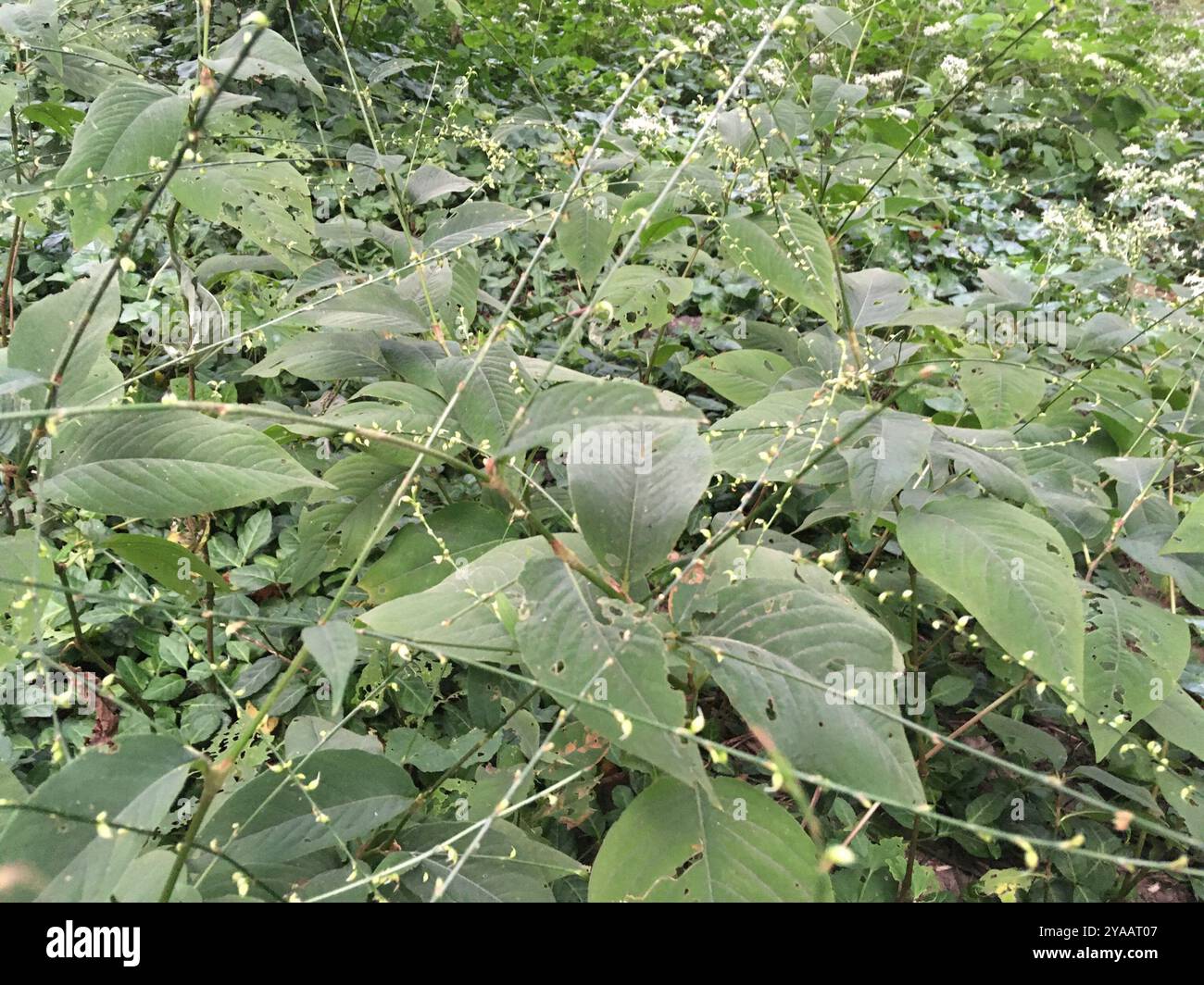 American jumpseed (Persicaria virginiana) Plantae Stock Photo - Alamy