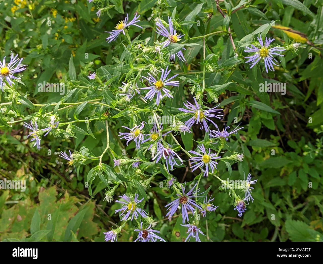 New England aster (Symphyotrichum novae-angliae) Plantae Stock Photo ...