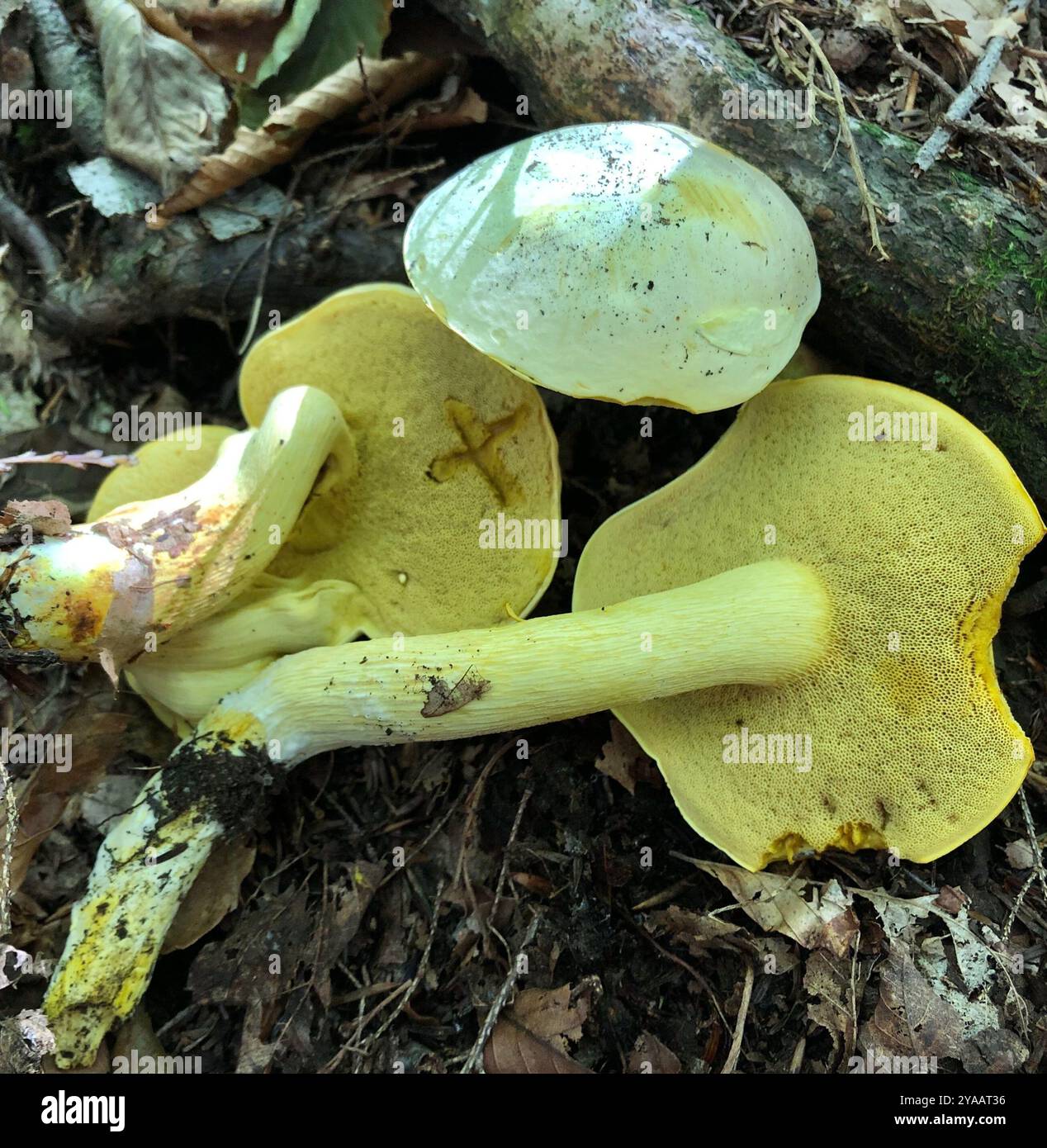 Ornate-stalked bolete (Retiboletus ornatipes) Fungi Stock Photo - Alamy
