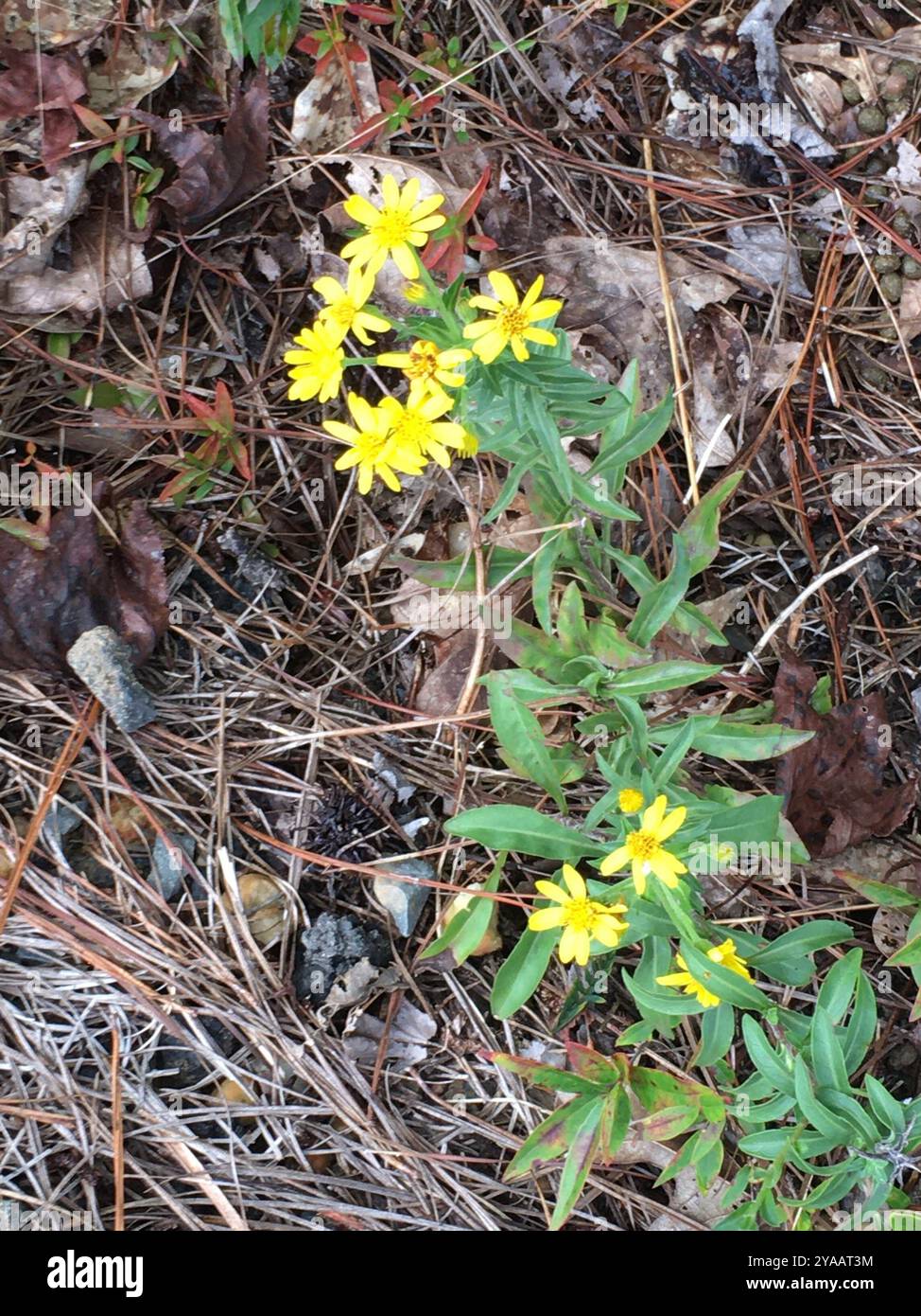 Maryland golden-aster (Chrysopsis mariana) Plantae Stock Photo - Alamy