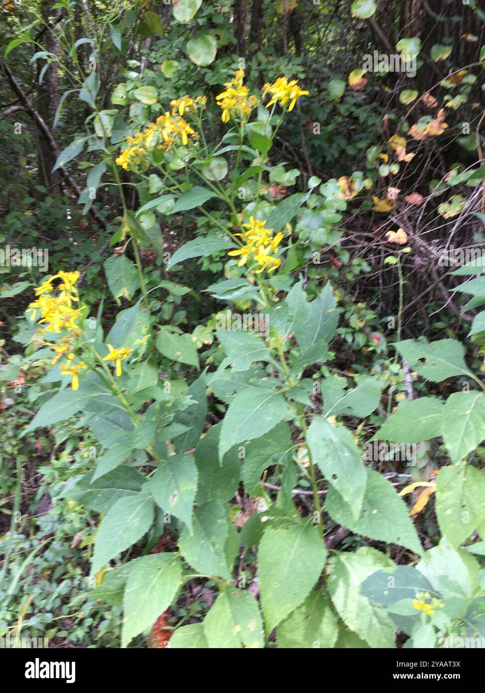 Yellow Crownbeard (Verbesina occidentalis) Plantae Stock Photo - Alamy