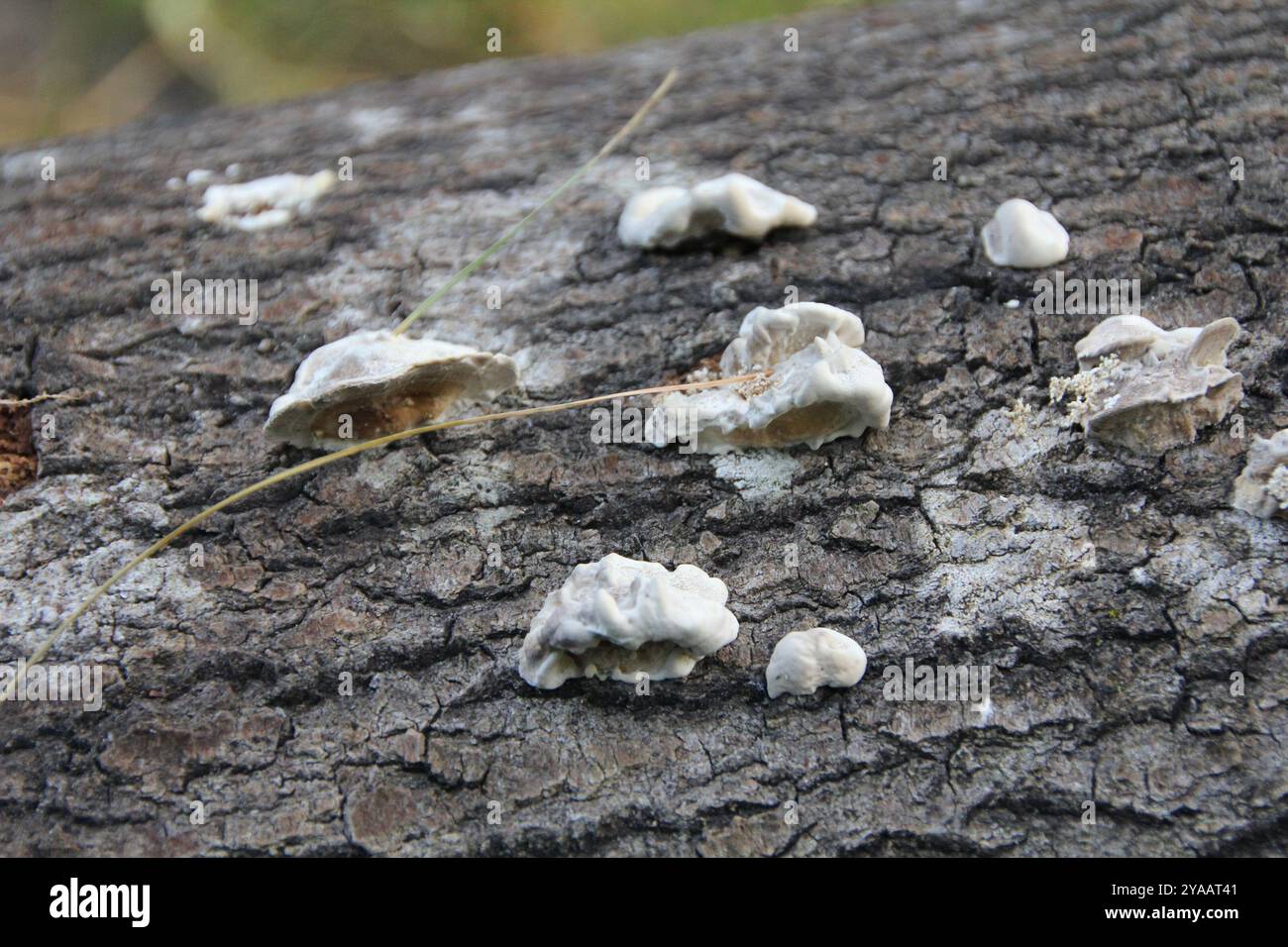 shelf fungi (Polyporales) Fungi Stock Photo - Alamy
