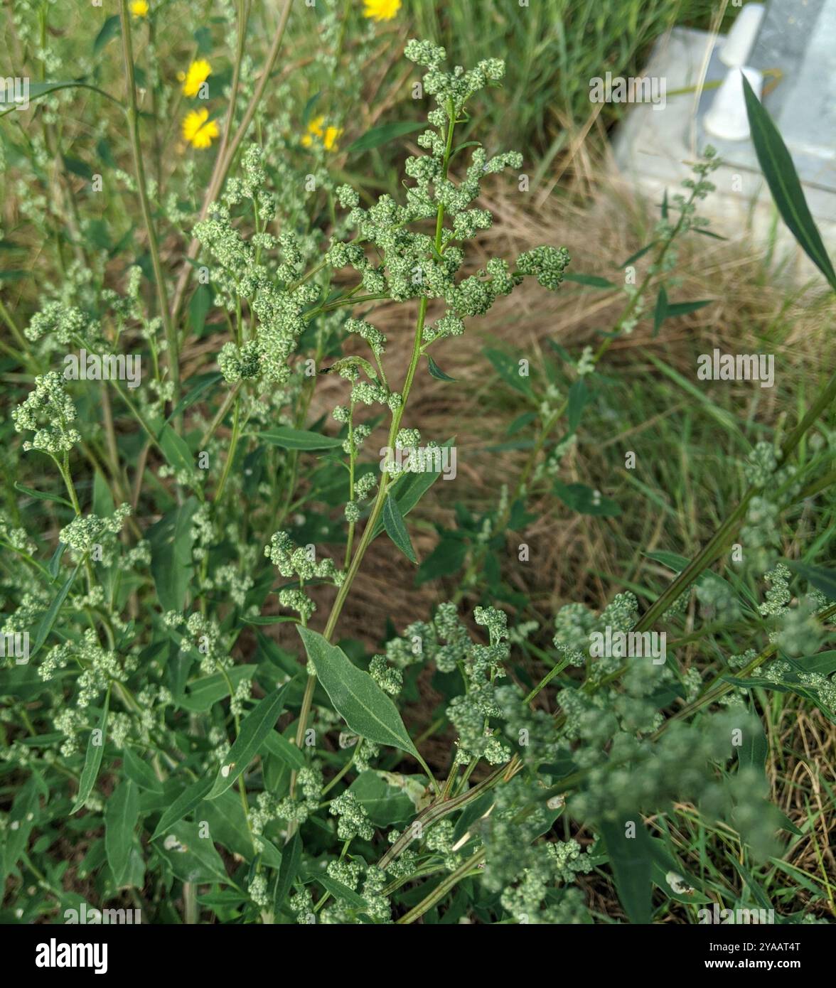 vascular plants (Tracheophyta) Plantae Stock Photo - Alamy