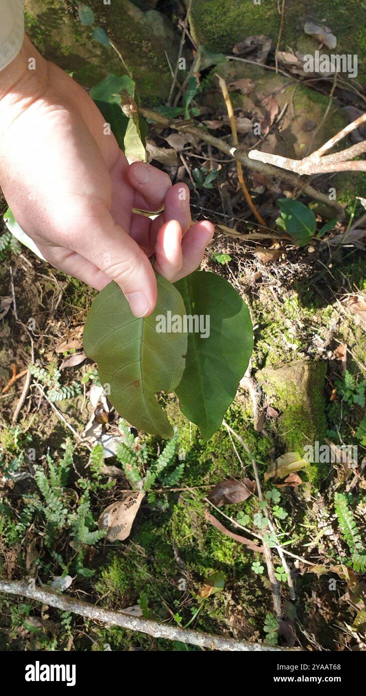 Embelia (Embelia australiana) Plantae Stock Photo - Alamy