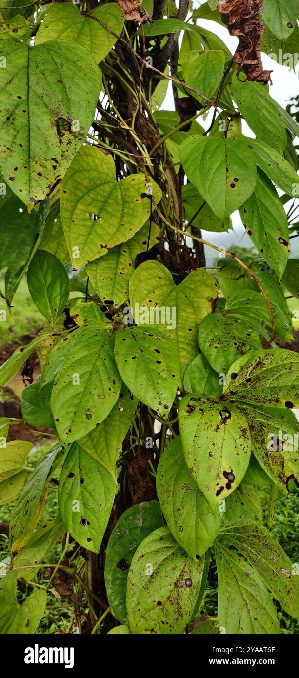 air potato (Dioscorea bulbifera) Plantae Stock Photo - Alamy
