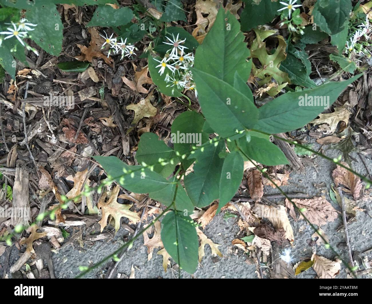 American jumpseed (Persicaria virginiana) Plantae Stock Photo - Alamy