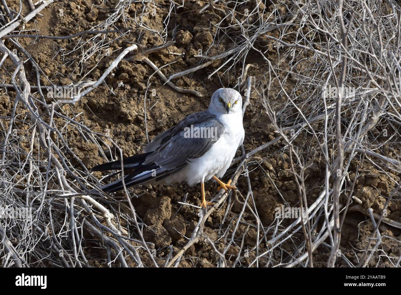 Pallid Harrier (Circus macrourus) Aves Stock Photo - Alamy