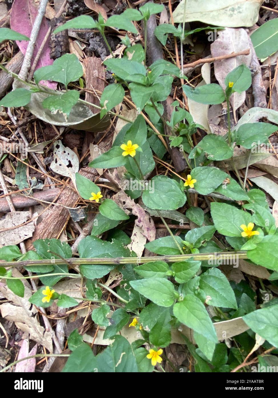 straggler daisy (Calyptocarpus vialis) Plantae Stock Photo - Alamy
