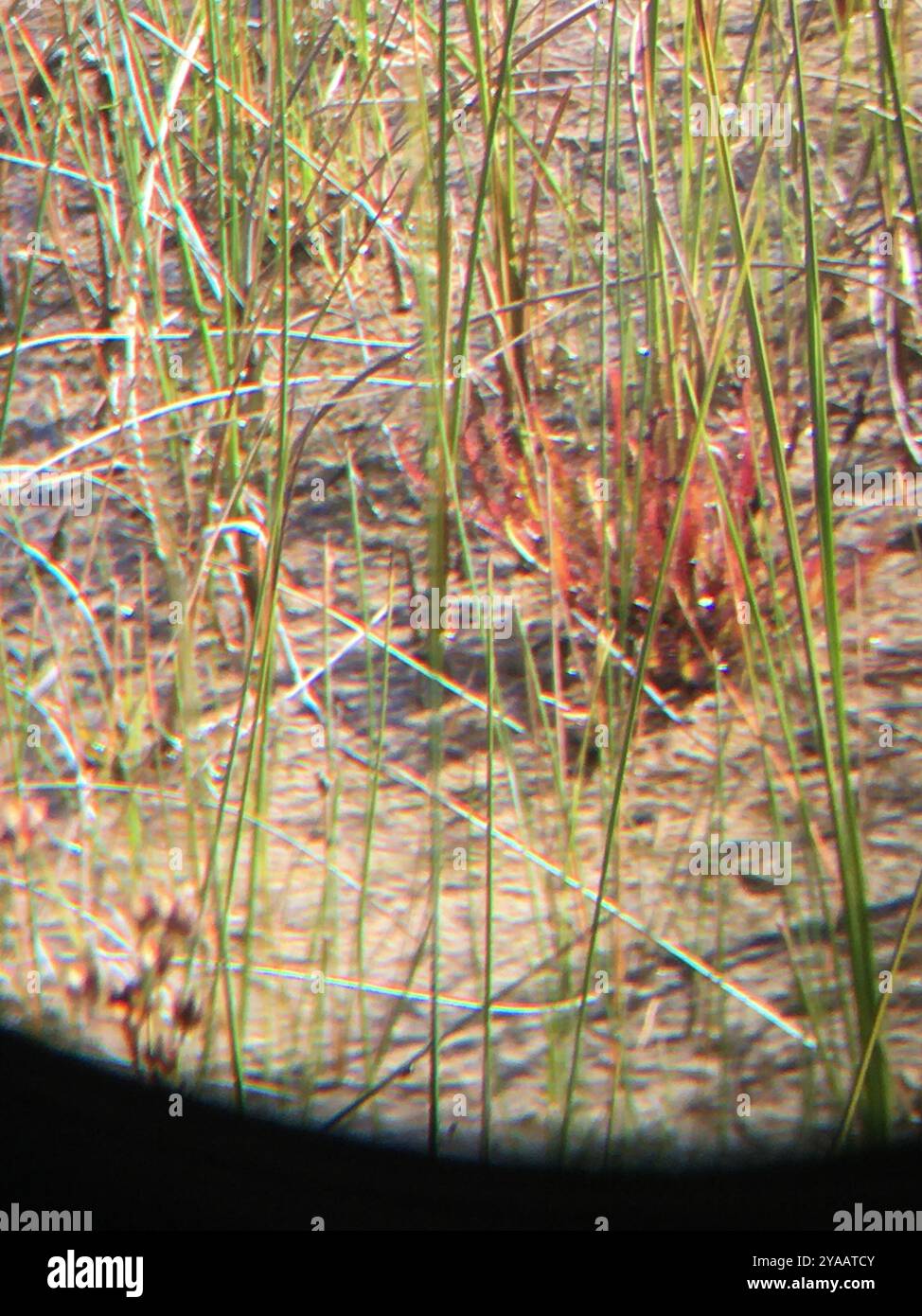 Slenderleaf Sundew (Drosera linearis) Plantae Stock Photo - Alamy
