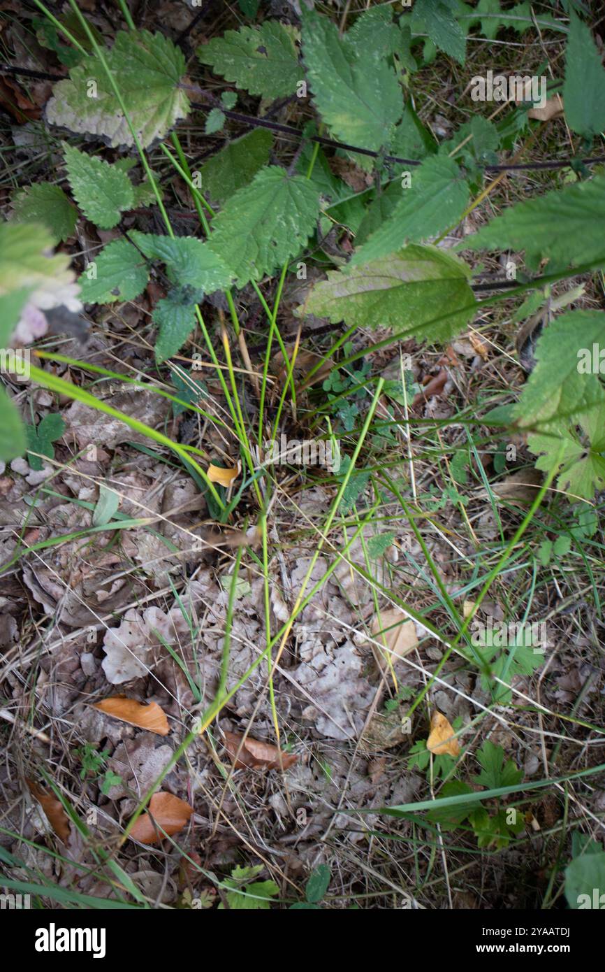 Soft Rush (Juncus effusus) Plantae Stock Photo - Alamy