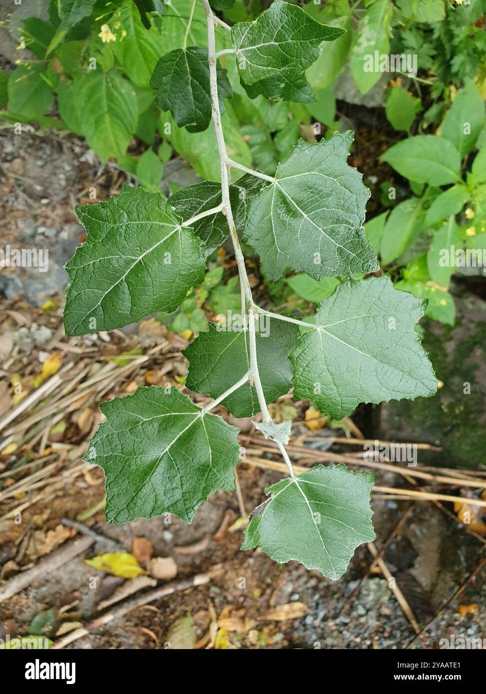 white poplar (Populus alba) Plantae Stock Photo - Alamy