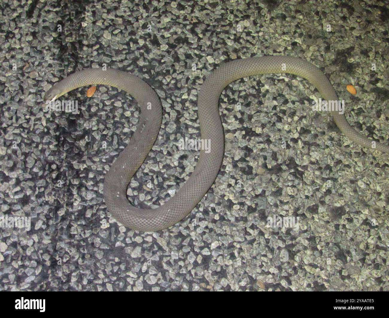 Mole Snake (Pseudaspis cana) Reptilia Stock Photo - Alamy