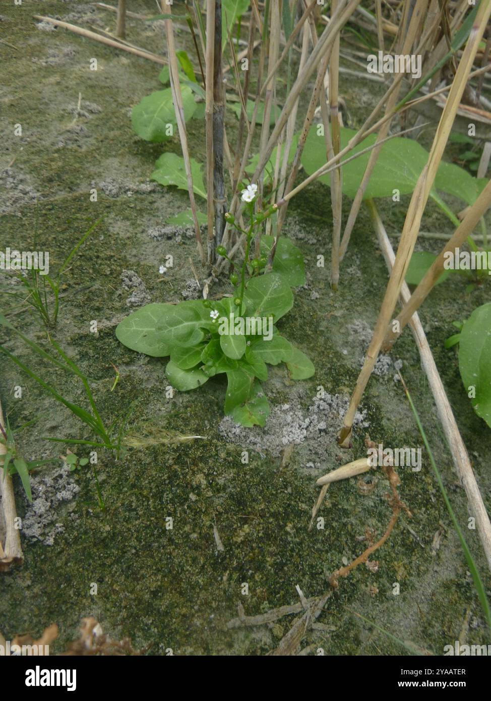 Thin Leaf Brookweed (Samolus valerandi) Plantae Stock Photo - Alamy