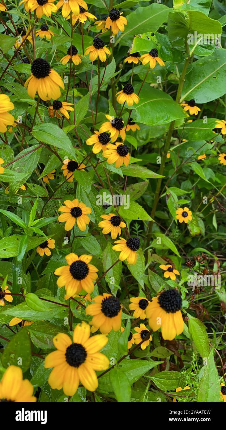 brown-eyed Susan (Rudbeckia triloba) Plantae Stock Photo - Alamy