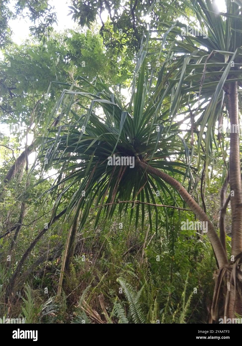 thatch screwpine (Pandanus tectorius) Plantae Stock Photo - Alamy