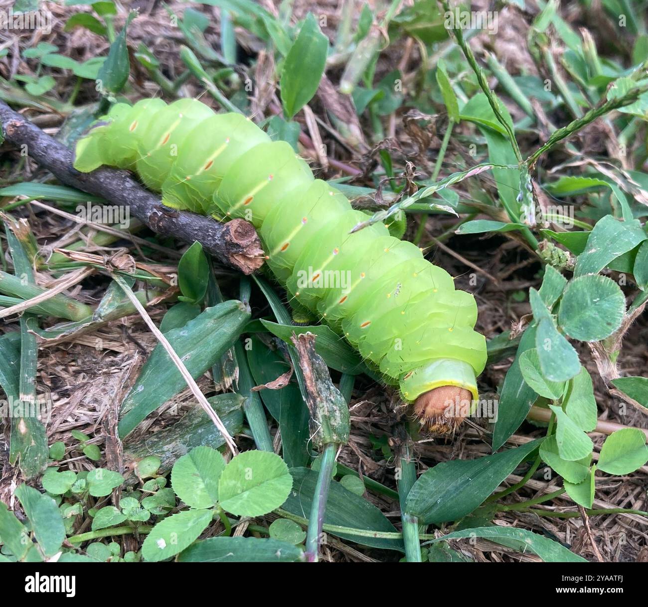 Polyphemus Moth (Antheraea polyphemus) Insecta Stock Photo - Alamy