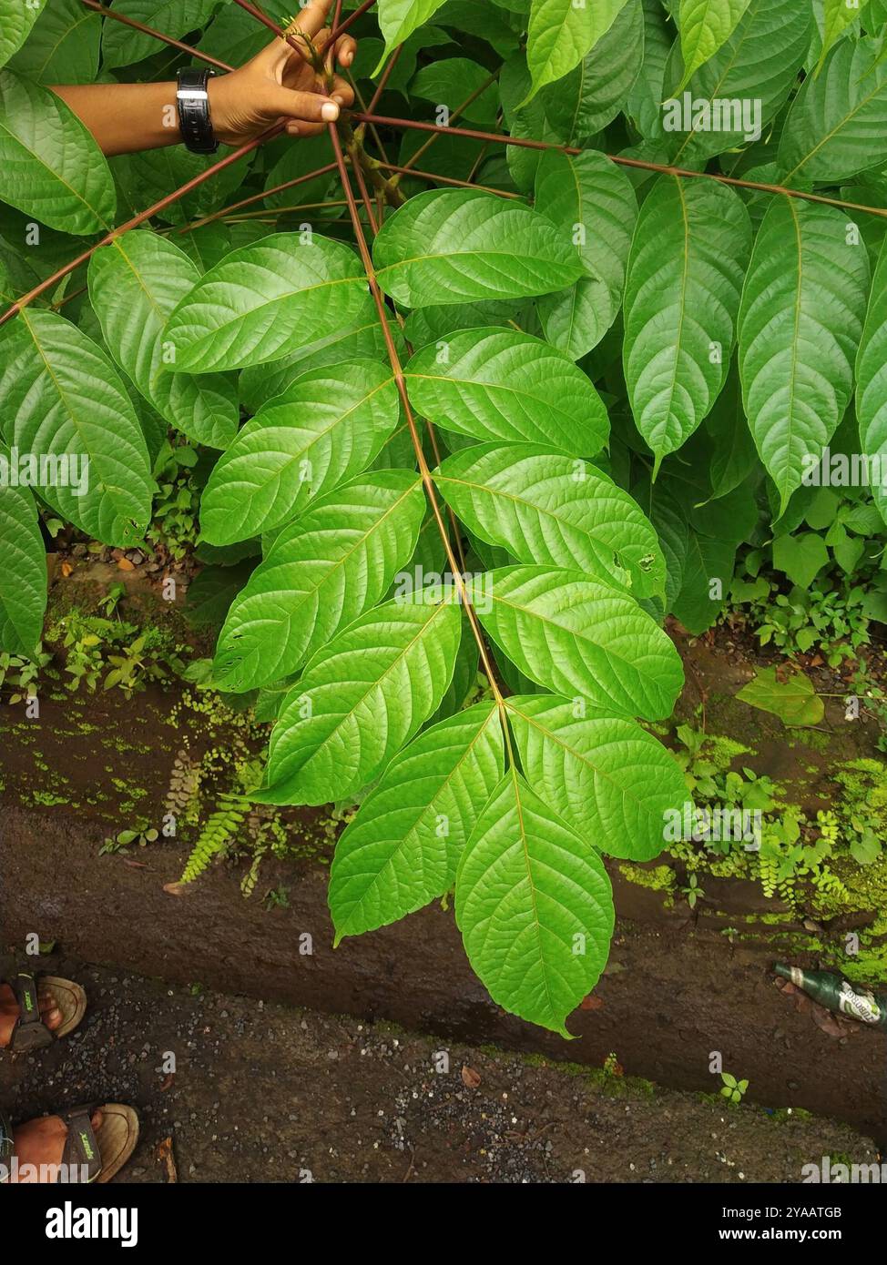 Lannea coromandelica hi-res stock photography and images - Alamy