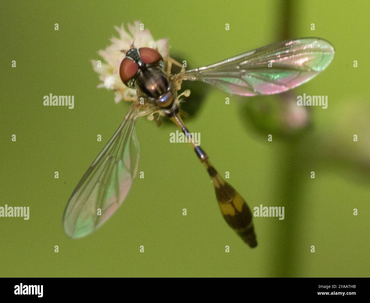 Fragosa hi-res stock photography and images - Alamy