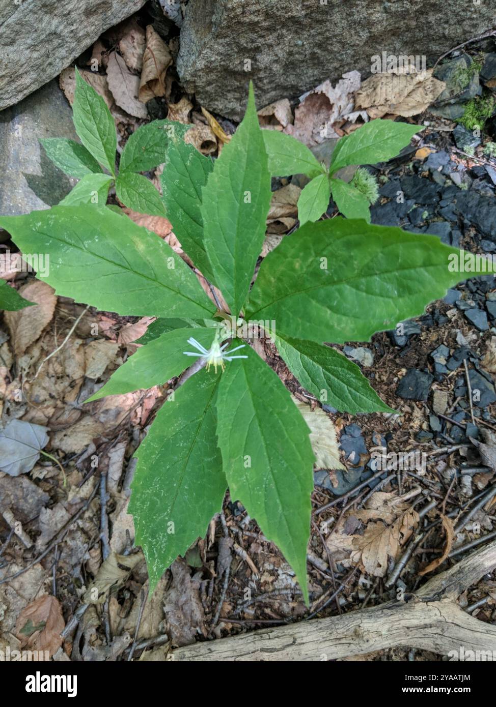 whorled wood aster (Oclemena acuminata) Plantae Stock Photo - Alamy