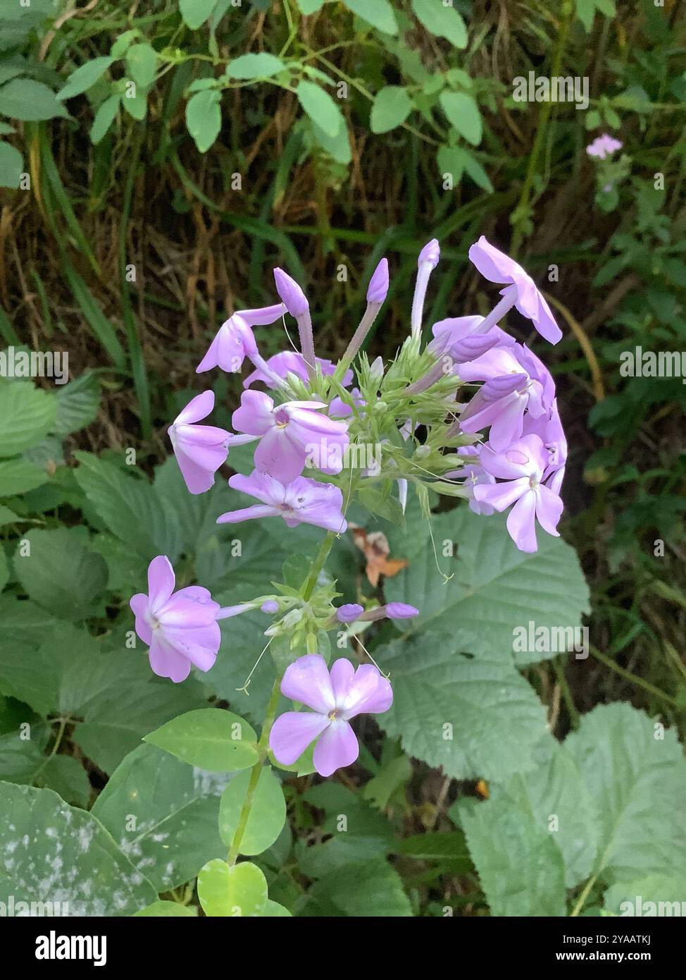 fall phlox (Phlox paniculata) Plantae Stock Photo - Alamy