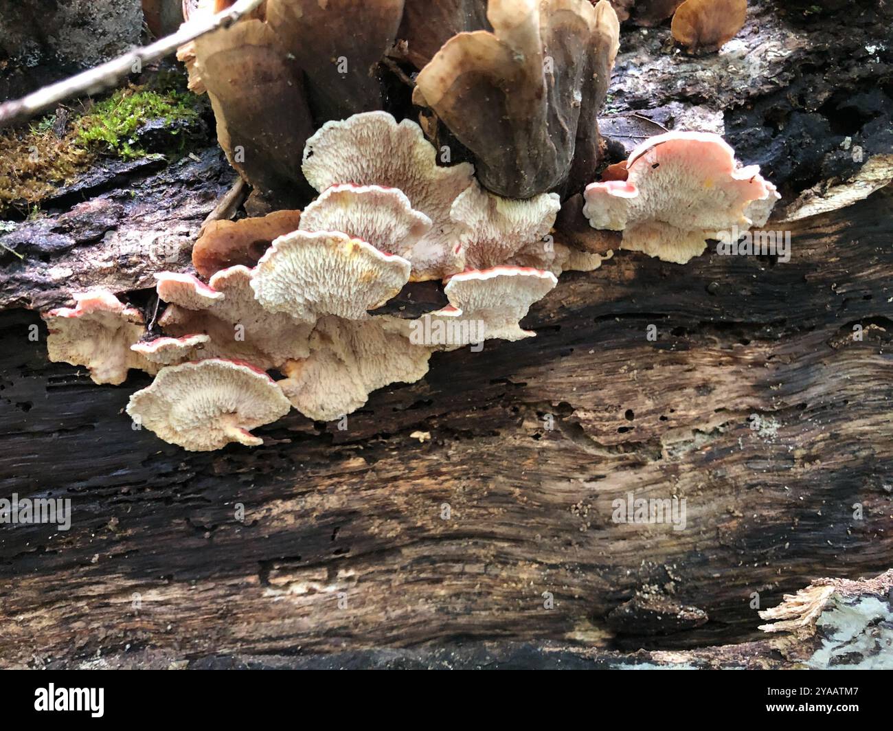 Coral-pink Merulius (Phlebia incarnata) Fungi Stock Photo - Alamy