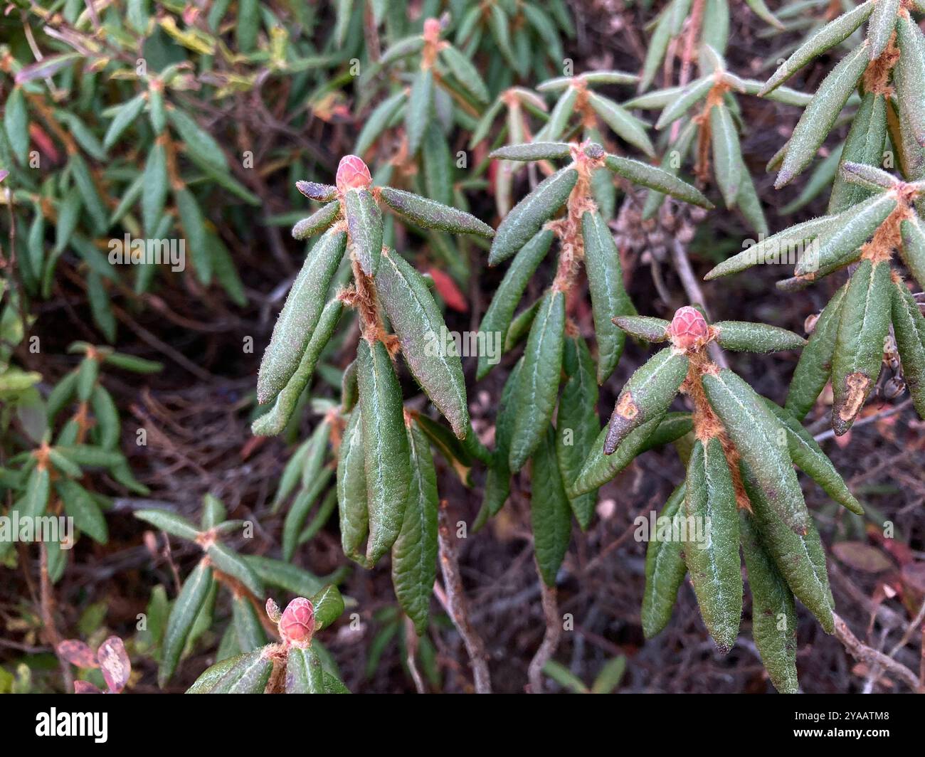 Bog Labrador Tea (Rhododendron groenlandicum) Plantae Stock Photo - Alamy