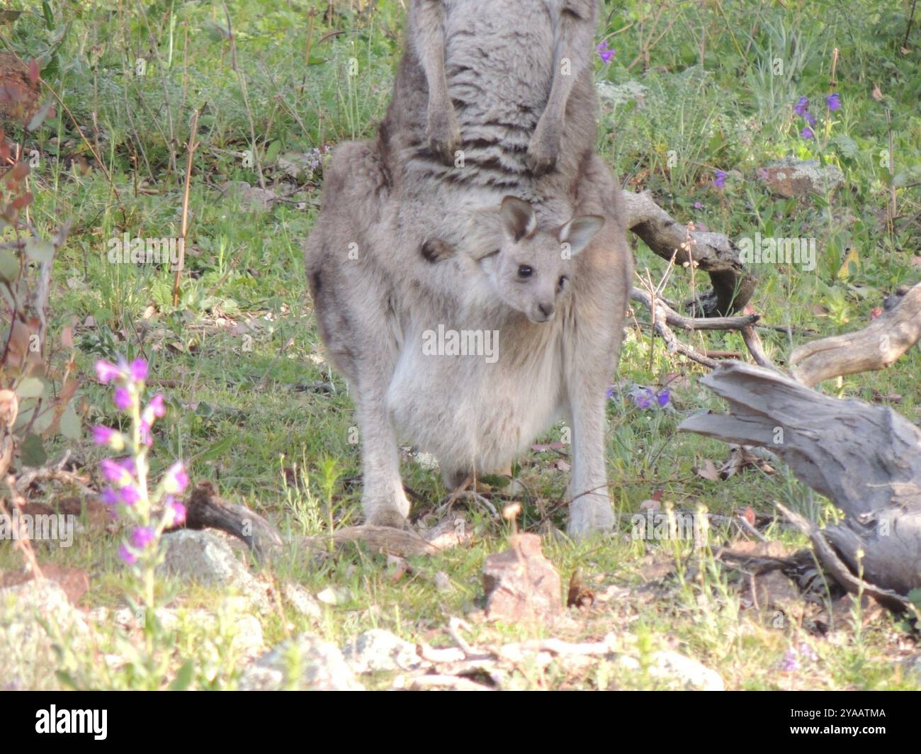 Eastern Grey Kangaroo (Macropus giganteus) Mammalia Stock Photo - Alamy