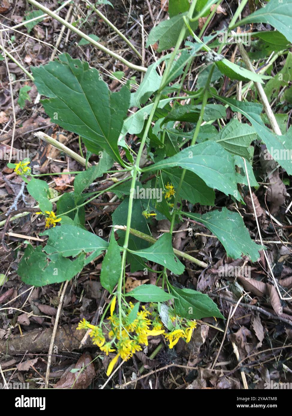 Yellow Crownbeard (Verbesina occidentalis) Plantae Stock Photo - Alamy
