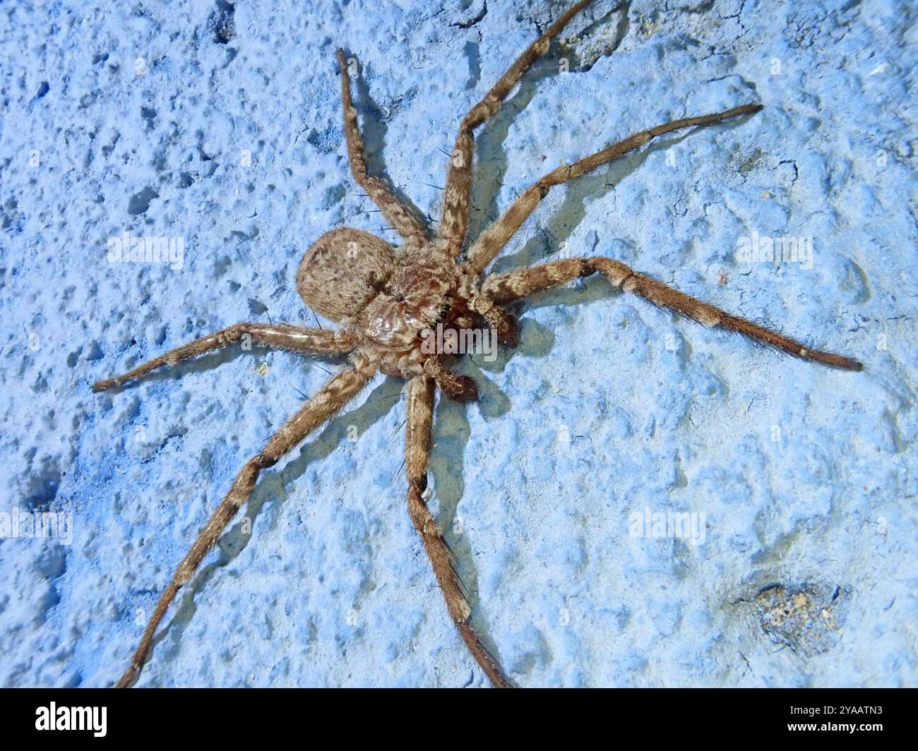 Crescent-eyed Spiders (Selenops) Arachnida Stock Photo - Alamy