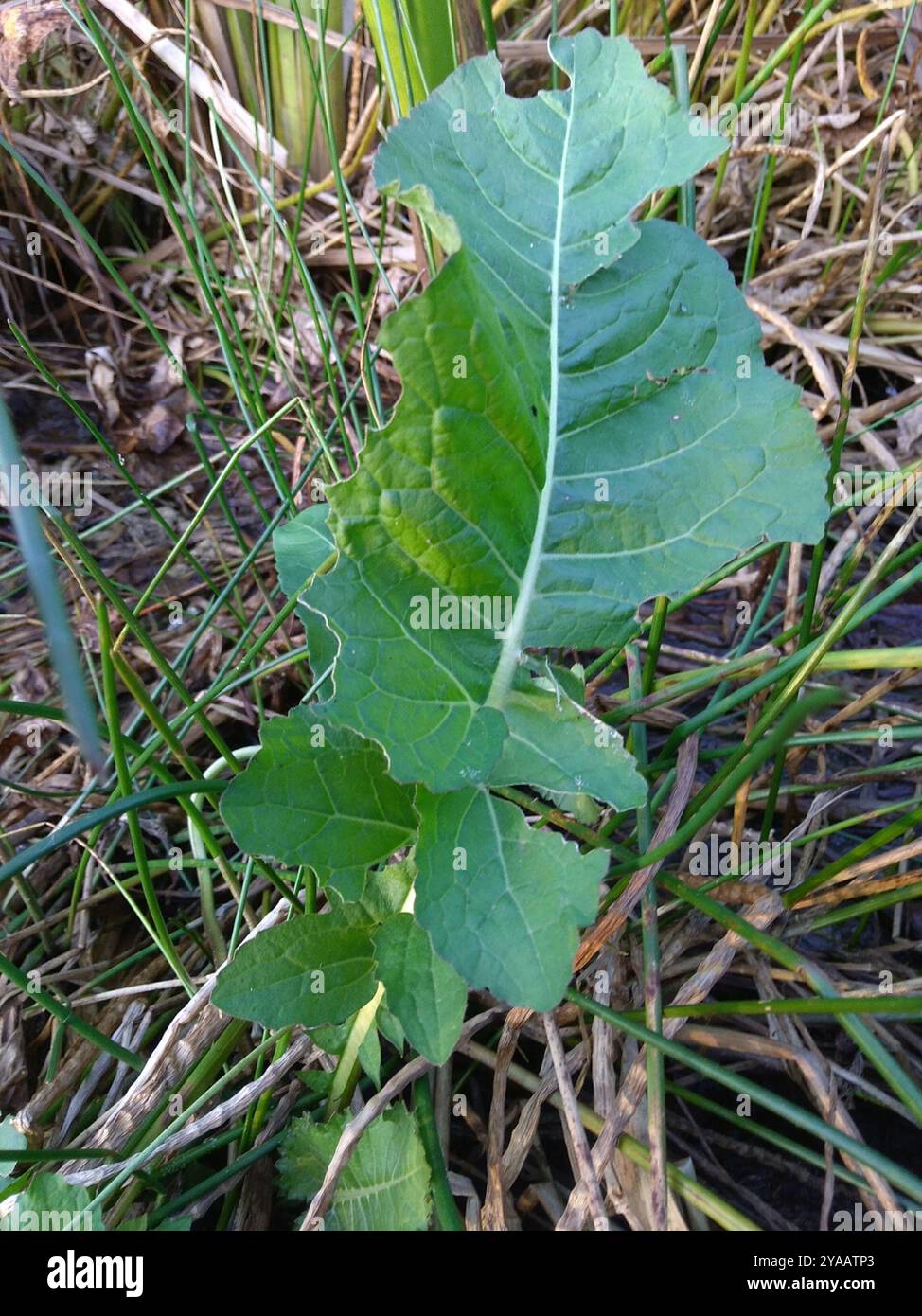 Amphibious Yellowcress (Rorippa amphibia) Plantae Stock Photo - Alamy