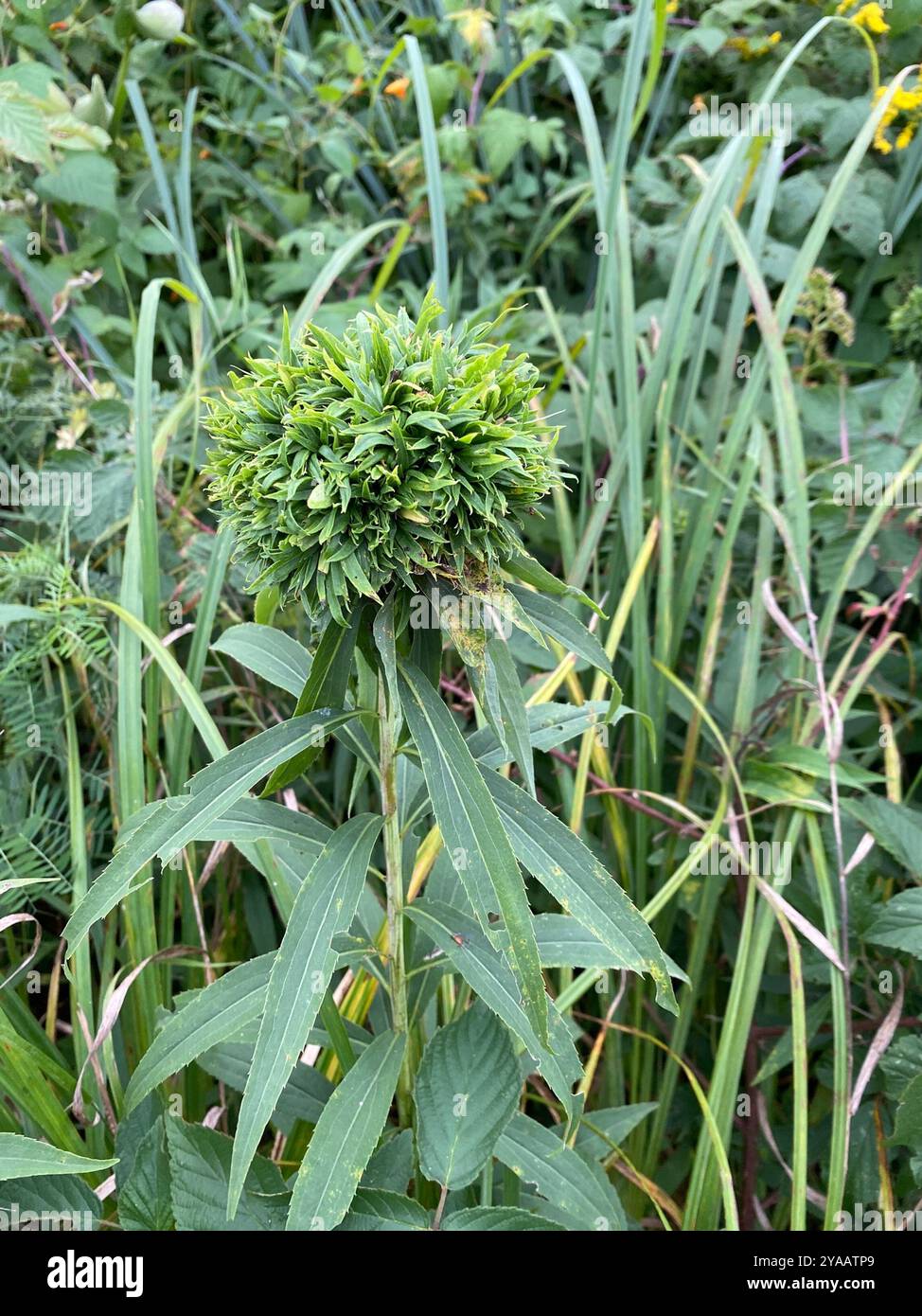 Giant Goldenrod Bunch Gall Midge (Rhopalomyia capitata) Insecta Stock ...
