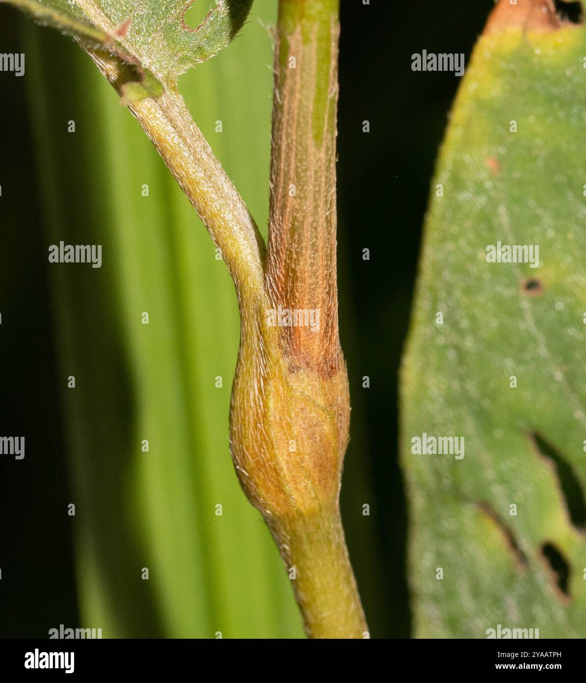 longroot smartweed (Persicaria amphibia emersa) Plantae Stock Photo - Alamy