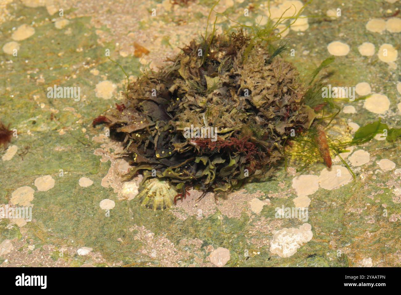 Irish Moss (Chondrus crispus) Plantae Stock Photo - Alamy